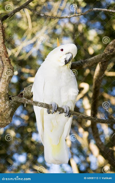 Lesser Sulpher Crested Cockatoo Stock Image Image Of Jungle Outdoor