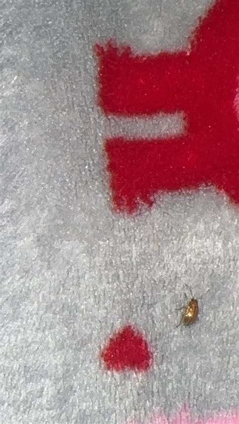 Is This A Bed Bug Tried To Fly I Think When Caught Tho However I
