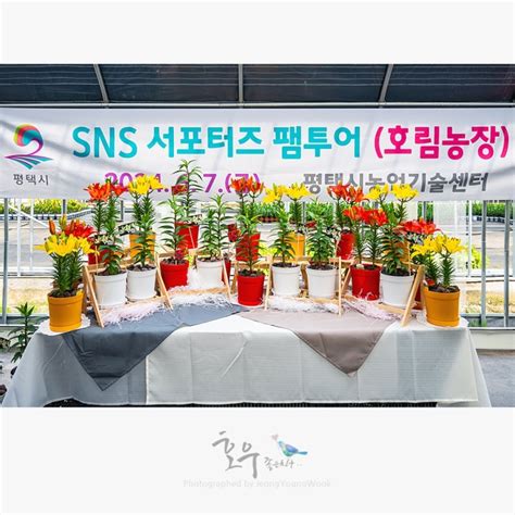 평택 여행 나리백합 생화 농장직송 택배 판매 호림농장 네이버 블로그