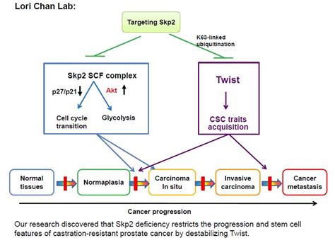 Cancer Research Program Institute Of Chemical Biology And Drug