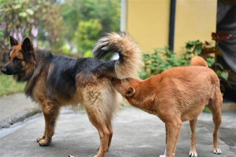 ¿a Qué Edad Los Perros Pueden Aparearse Consejos De Expertos