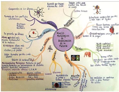 32 Mapa Mental De Los Niveles De Organizacion De La Materia Images