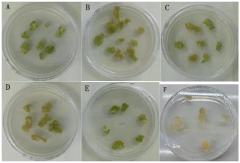 一种苦参愈伤组织诱导及悬浮细胞培养的方法与流程