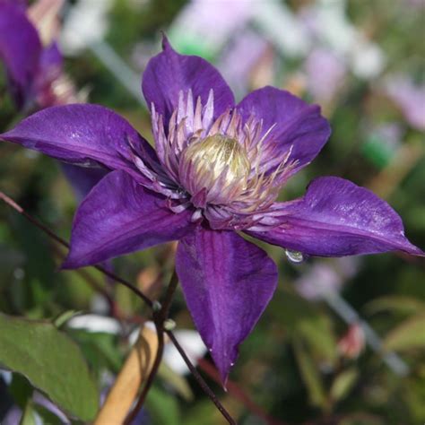 Clematis 'Multi Blue' - Kaufen Sie Pflanzen bei Coolplants