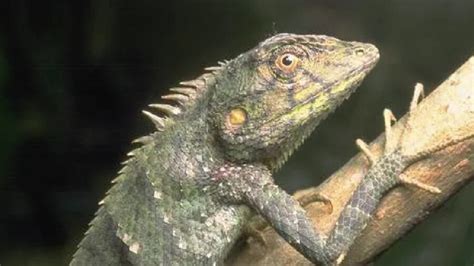 Large Dragon Lizard Discovered Is A New Species GIANT FREAKIN ROBOT
