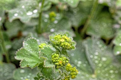 Water Drops On Leaves After Rain Stock Image Image Of Flowers Plants