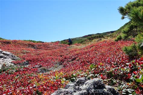 2年ぶりの黒岳は白水川から🍁 ぶたんたさんの大雪山系・旭岳・トムラウシの活動データ Yamap ヤマップ