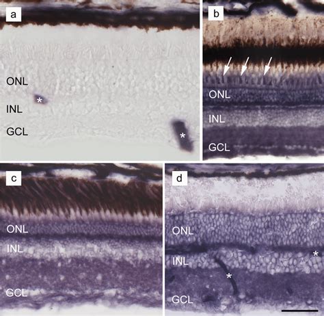 Tnap Enzyme Histochemistry In Dog Zebrafish Cichlid And Sheep Retina