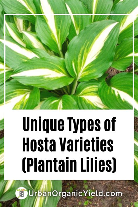 Hosta Plants Hostas Perennial Plants Perennials Lavender Plant Lavender Flowers Hosta Blue