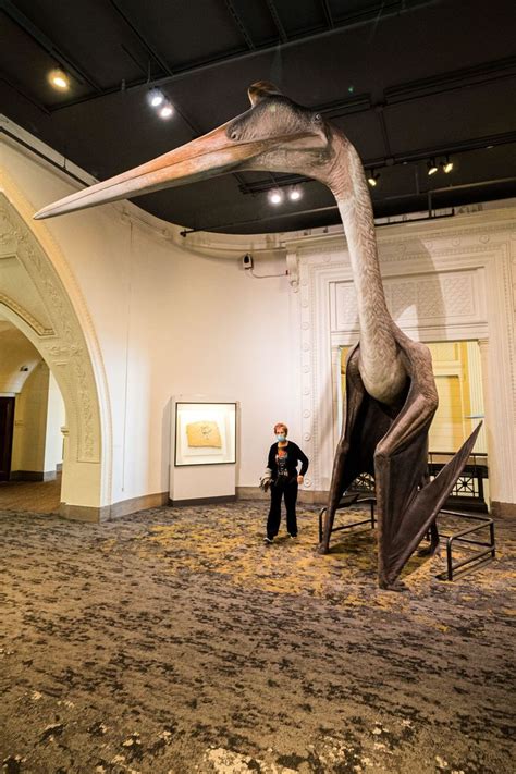 This Is What A Quetzalcoatlus The Largest Flying Animal Ever Recorded