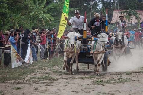 Festival Gerobak Sapi 2018 Antara Foto