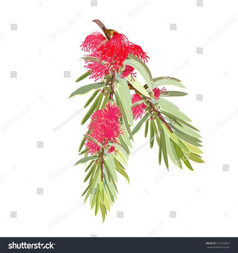 Aussie Aussie Aussie Over 8 557 Royalty Free Licensable Stock Vectors And Vector Art Shutterstock