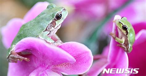 뉴시스 앵글 경칩 앞두고 겨울잠 깬 청개구리