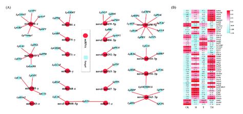 The Mirna Targets Correlation Network A The Mirna Target Genes