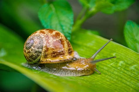 Baba de caracol qué es y para qué sirve para la piel GQ