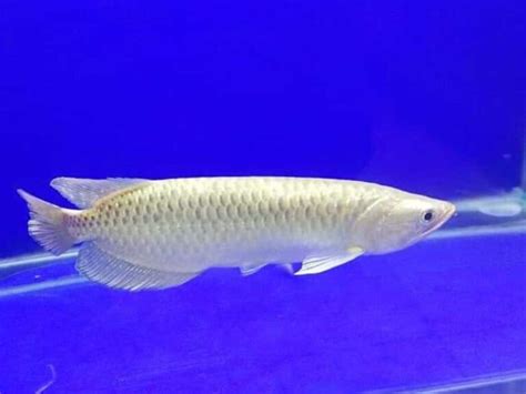 13 Jenis Ikan Arwana Harga Dan Cara Perawatannya Blog Ruparupa
