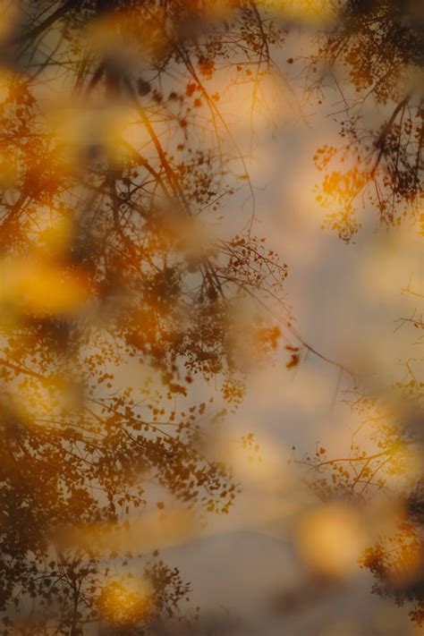 フリー写真画像 枝 葉 秋 黄色がかった茶色 自然 ぼかし アウトドア 黄色 色 シーズン