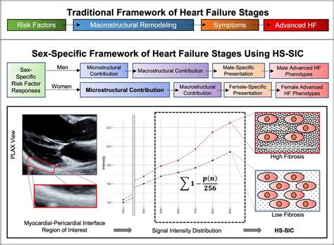 Heartbeat Sex Specific Cardiac Microstructural Changes In Patients With Heart Failure Heart