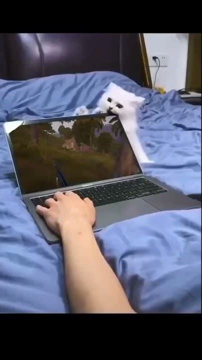 Cat Cracking Laptop Screen Shorts Short Youtube