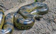 Differences Between A Boa Python Anaconda Sciencing