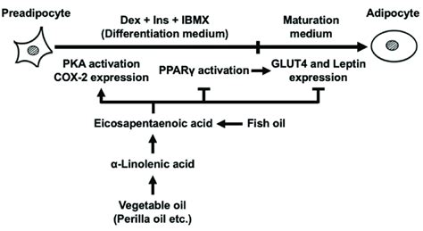 This Schematic Illustrates The Role Of Eicosapentaenoic Acid Epa