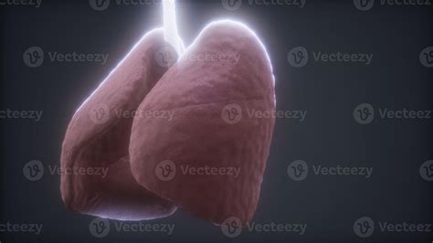 Loop D Rendered Medically Accurate Animation Of The Human Lung Stock Photo At Vecteezy