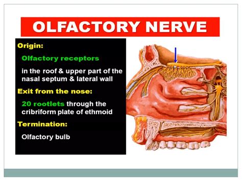 Cranial Nerves Pptx Brain And Nervous System Disorders Diseases And Conditions