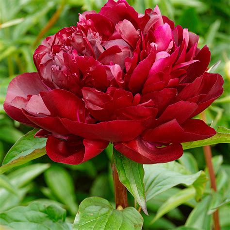 Kaufen Sie Jetzt Staude Pfingstrose Paeonia Armani Rot Wurzelnackte