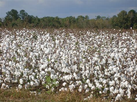 Harvest Cotton Textile Plant Field Agriculture Nature Free Image
