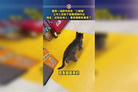 猫咪一进超市就装瘸变“三脚猫”，网友：还挺会讹人，看来猫粮有着落了