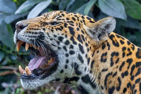 Fierce Felines Of The Jungle Exploring The World Of Wild Cats Lions