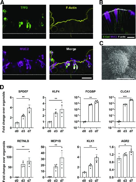 Differentiation Of Mature Goblet Cells In The Colon Chip A Download Scientific Diagram