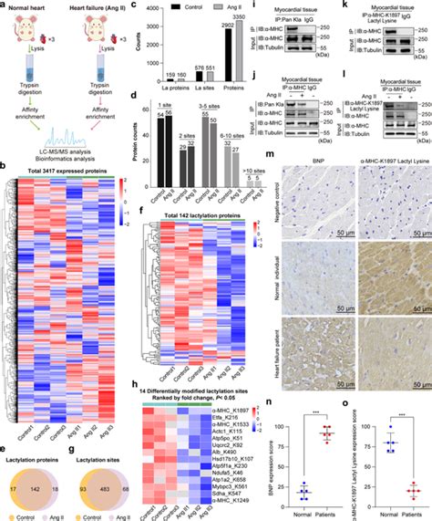 Cell Res 乳酸化修饰组学揭示心力衰竭新机制及潜在治疗靶点 知乎