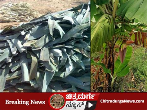 ಬಾಳೆ ಅಡಿಕೆ ಕತ್ತಾಳೆ ನಾರುಗಳ ಮೌಲ್ಯವರ್ಧನೆಗೆ ಕಾರ್ಯಾಗಾರ Chitradurga News Kannada News