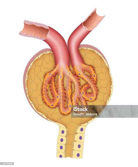 Bowmans Capsule Histology