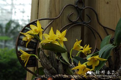 翅梗石斛 Dendrobium trigonopus 花卉图片网