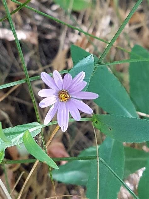 Smooth Blue Aster Seeds Canada Cold Hardy Zone 3 8 Indigenous Wild