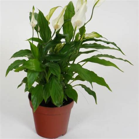 Spathiphyllum Espatifilo Cuna De Moisés Venta Spathiphyllum