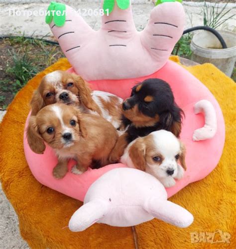 Кавалер кинг чарлз шпаньол в Кавалер кинг чарлз шпаньол в гр Хасково Id42422658 — Bazar Bg