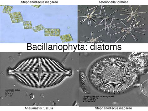 Ppt Bacillariophyta Diatoms Powerpoint Presentation Free Download Id 527916