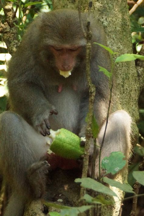 你所不知道的 台灣獼猴世界 【臺灣獼猴二三事 食性大公開】