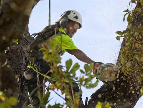 Understanding Tree Removal Permits And Regulations Process