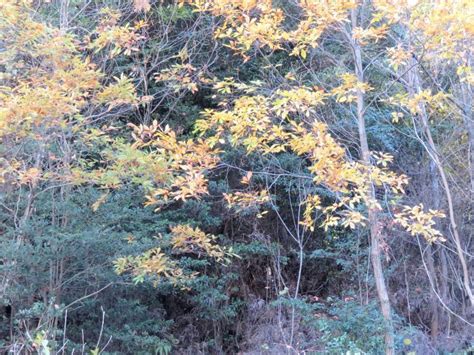 初冬林縁の紅葉 山野草植物めぐり
