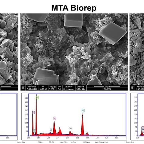 Scanning Electron Microscope Images 5000× Magnification Demonstrate Download Scientific