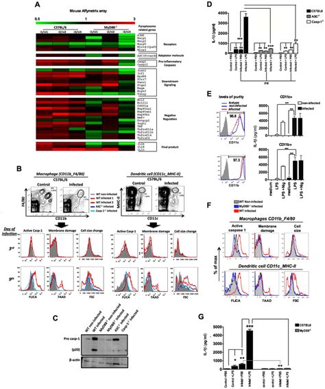 Caspase 1 Activation Il 1b Production And Pyroptosis In Splenic