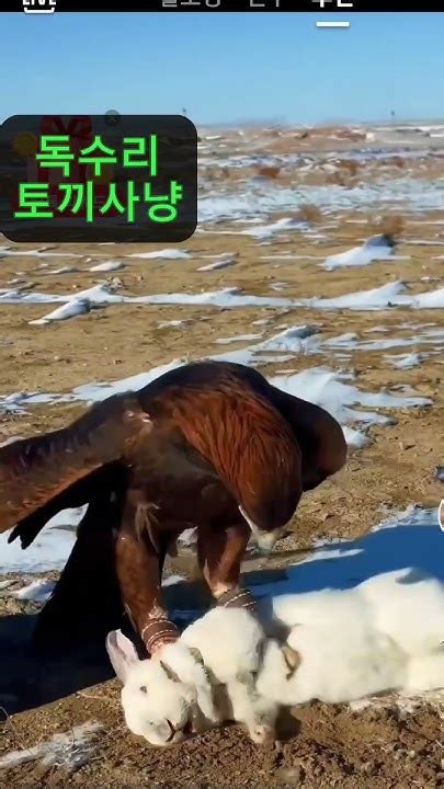 독수리 토끼 사냥 성공 Youtube
