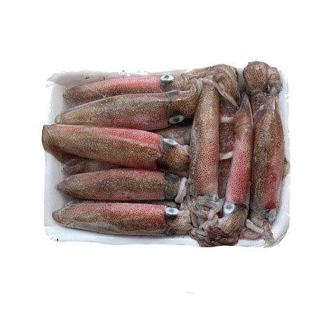 Mực ống 10 15cm
