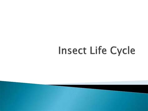 PPT Insect Life Cycle PowerPoint Presentation Free Download ID 5818815