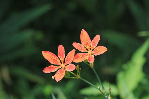 夏の山形市野草園 Tami Album