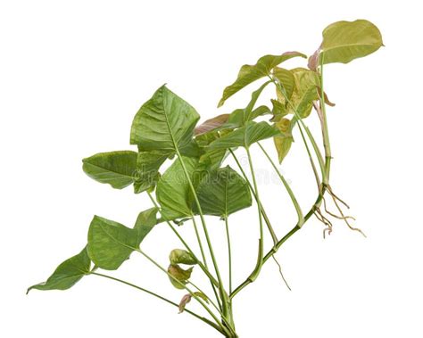 Hojas Rosadas Singonium Podophyllum Flechas Rosadas En Forma De Flecha